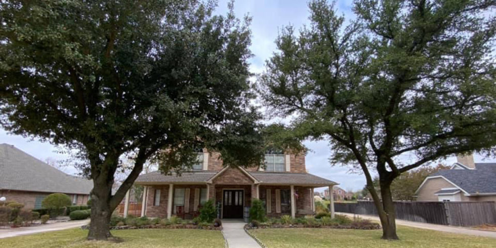 How to Get Rid of Tree Roots Under Your House: Expert Tips