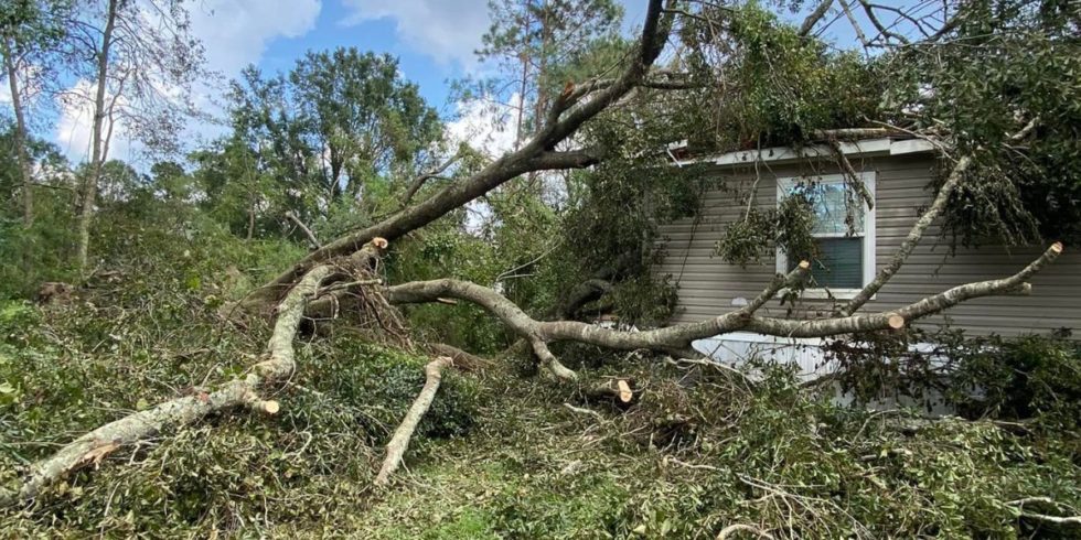 Subsidence Caused By Trees | Tree-Related Subsidence